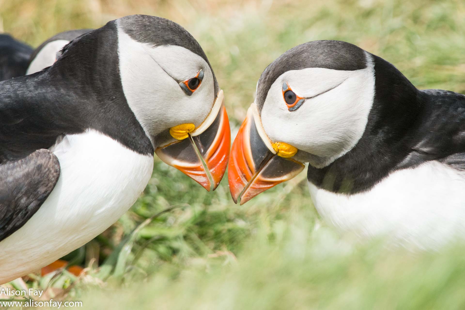Visiting and Photographing Puffins on Lunga, Scotland - Alison Fay